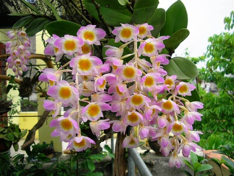 # 1【CHĂM SÓC】Cây hoa lan thủy tiên phát triển quanh năm