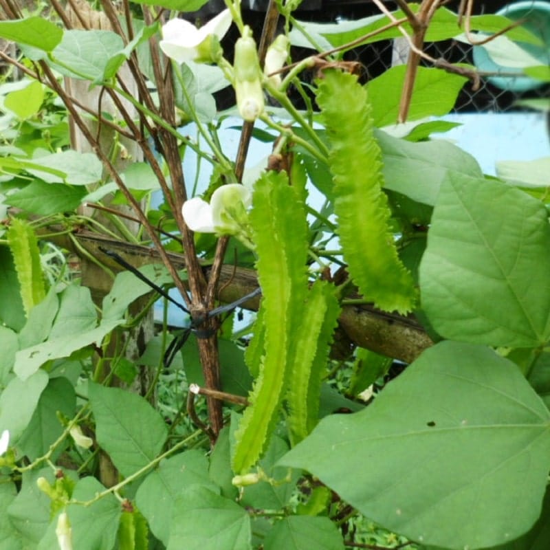 # 1【TÌM HIỂU】Cách trồng và chăm sóc đậu rồng quanh năm