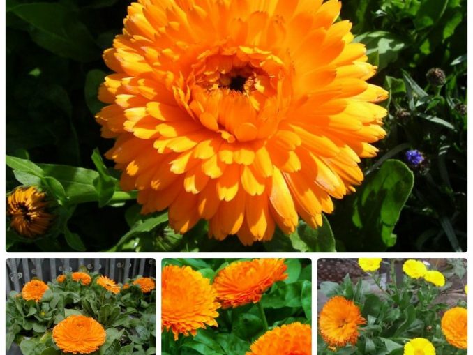 Hạt giống gia đình | Chia sẻ kinh nghiệm trồng trọt và cây cảnh